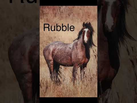 Names for Roan Horses | Unique Horse Name Ideas 💡