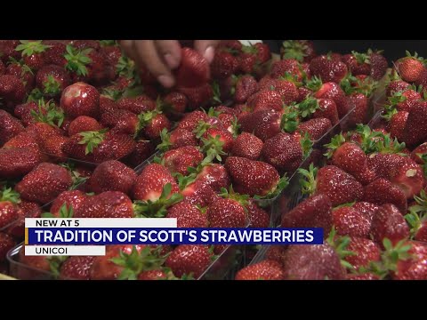 Customers take pick of Scott's strawberries