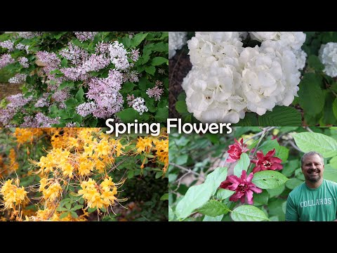 What's Your Favorite Spring Flowering Shrub? - Viburnum, Azalea, Lilac, Calycanthus, Weigela