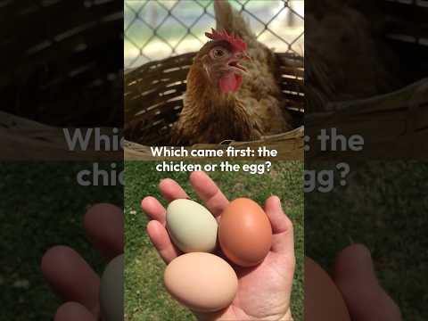 Which Came First: The Chicken or the Egg? | Science Unveiled