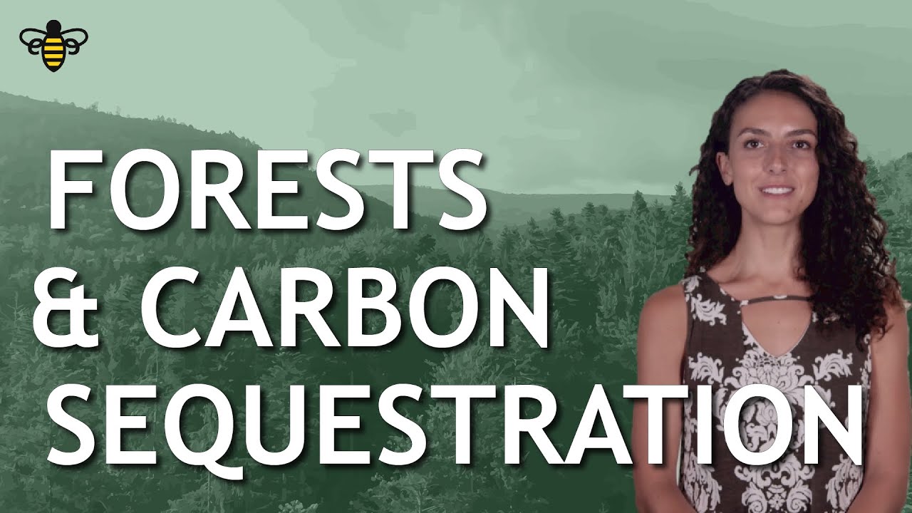 Forests & Carbon Sequestration