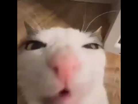 Crunchy Cat Meme I Found On Discord (original)