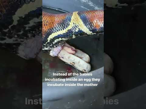 Boa Constrictor Gives Live Birth ๐ฑ #shorts #animals #reptile #snake #baby