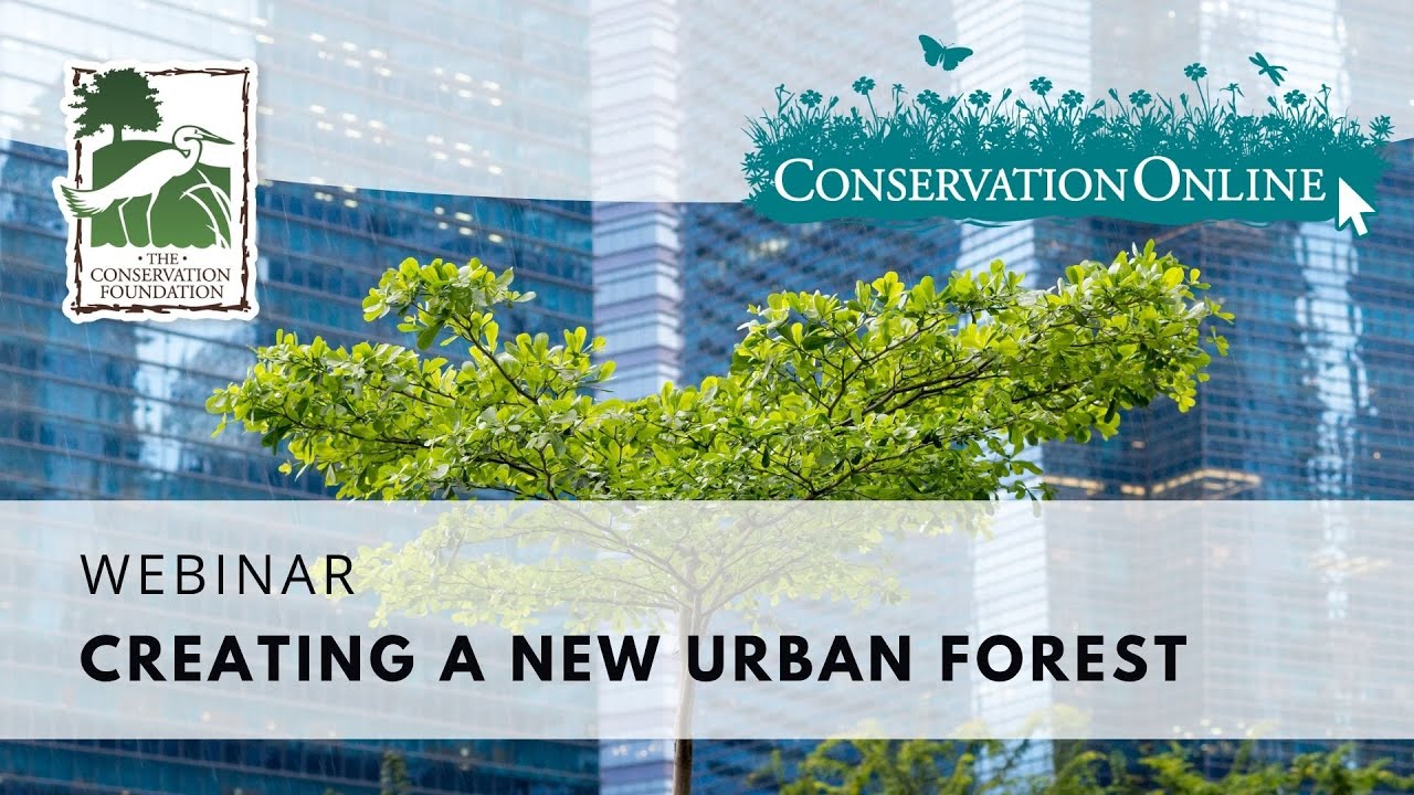 Creating a New Urban Forest