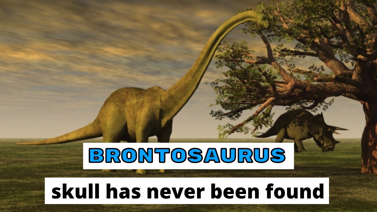 Facts about Brontosaurus dinosaurs | Animal Facts
