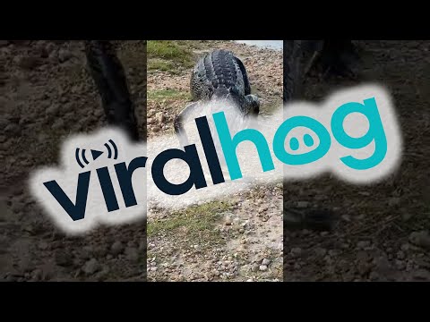 Is the Gator Interested in the Fish or Human? || ViralHog