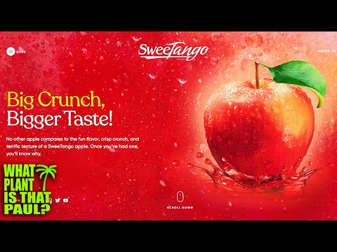 SweeTango Apple Taste and Review / It is a cross breed between the Honeycrisp and the Zestar
