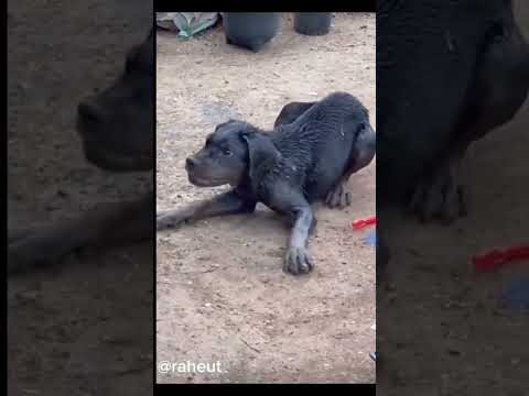 ciri-ciri anjing rabies