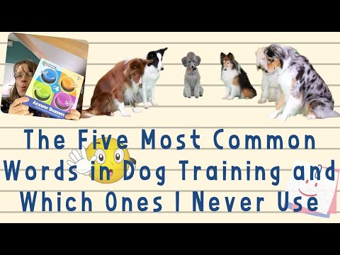 The Five Most Common Words in Dog Training and Which Ones I Never Use #52