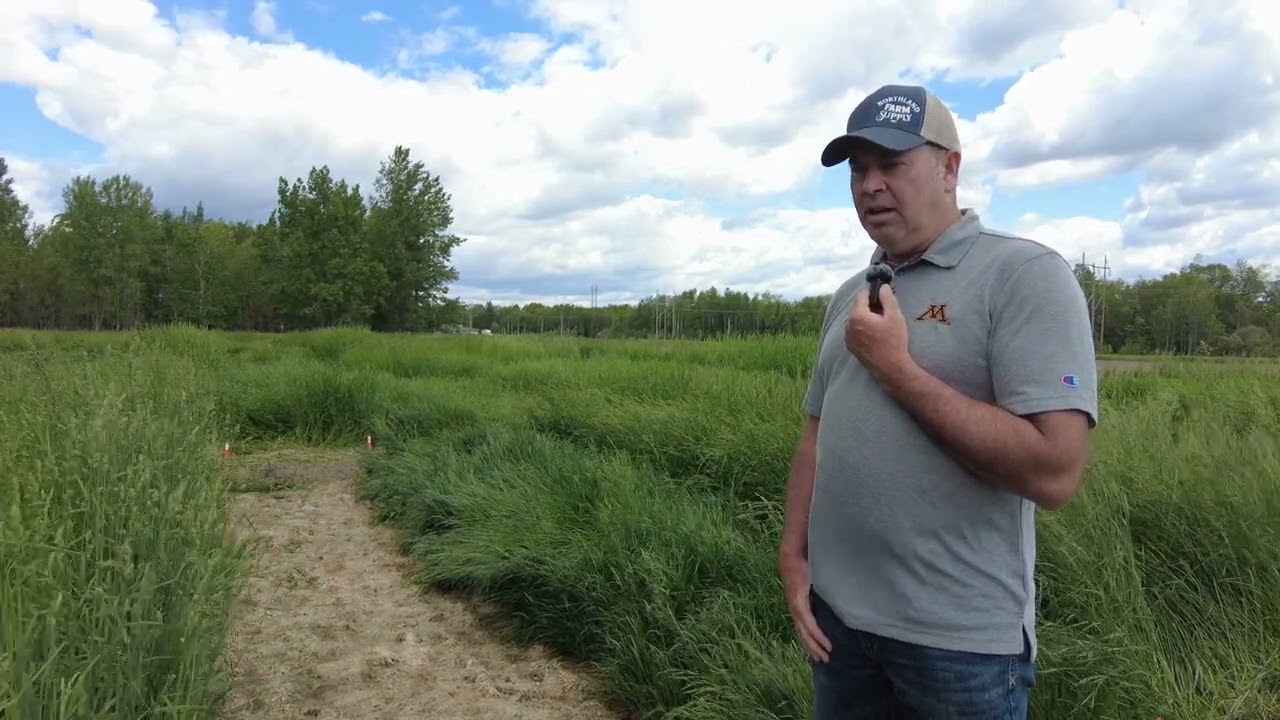 Winterkill in Smooth Brome Grass