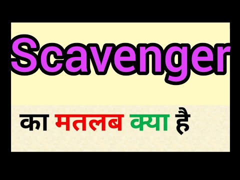 Scavenger meaning in hindi || scavenger ka matlab kya hota hai || word meaning english to hindi