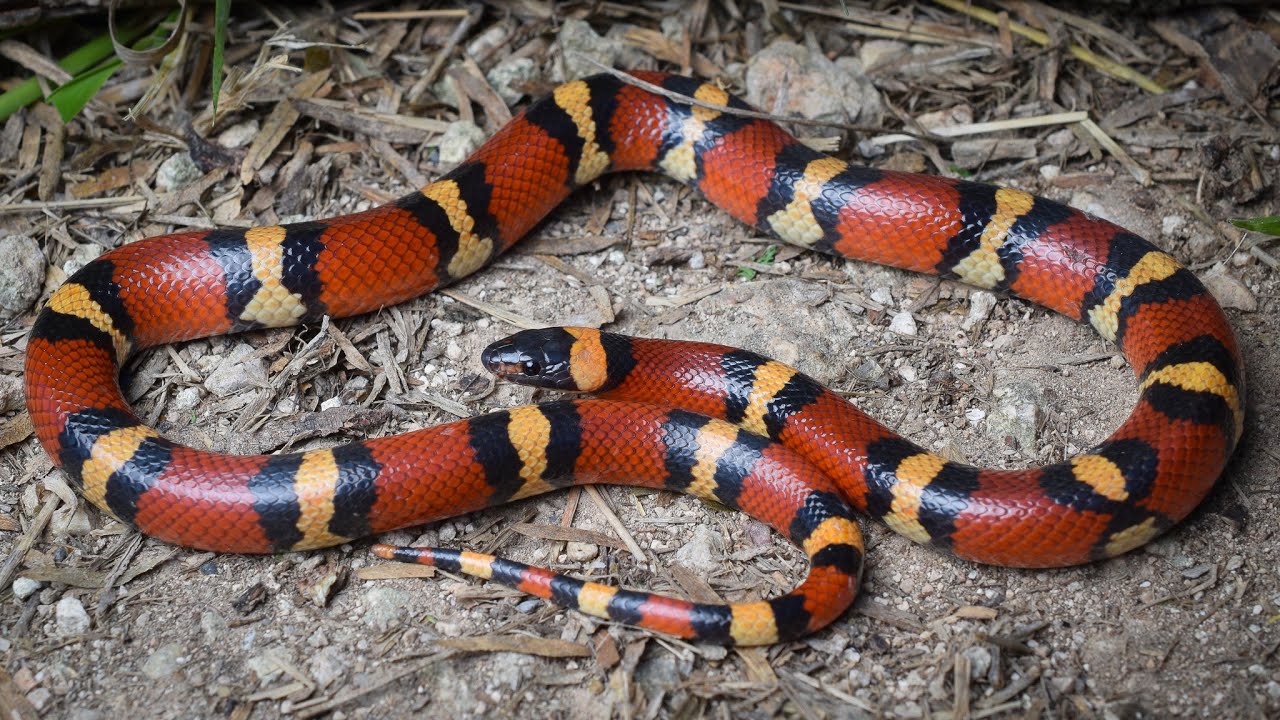 Herping South Texas: Flipping Milksnakes & Indigos