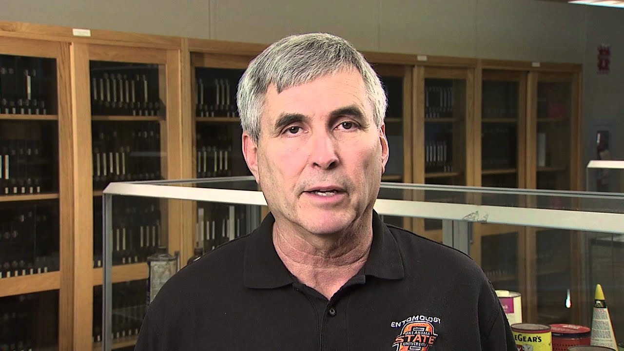 Bed Bug Basics: Identification