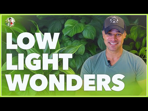 Unleash the Green Magic: 7 Low-Light Plants That Thrive in Your Home