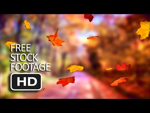 Free Stock Video Footage - Falling Autumn Leaf (Tree Background) HD