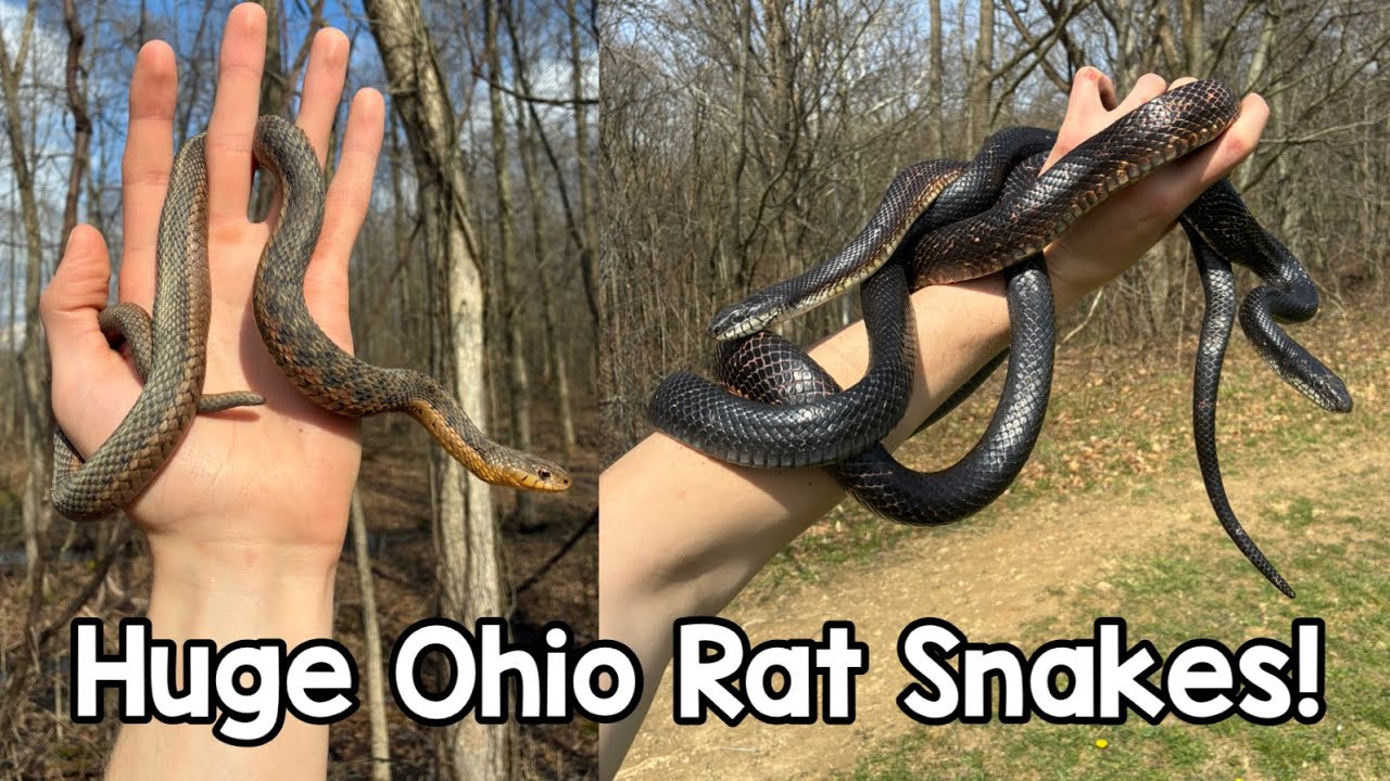 Rat Snakes Are Out! Spring Herping in NE Ohio, April 2026