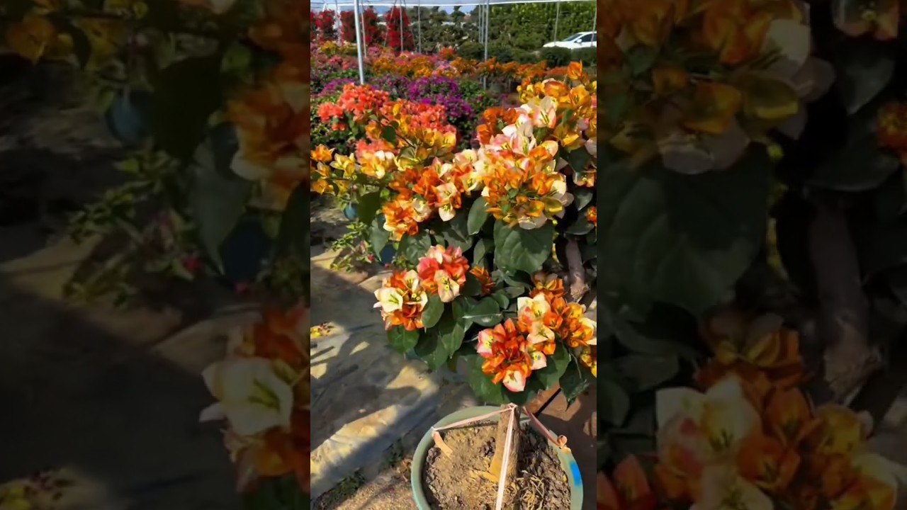 Golden Sunshine / Bougainvillea flowers rare collection / flowers bloom / tip how grow bougainvillea