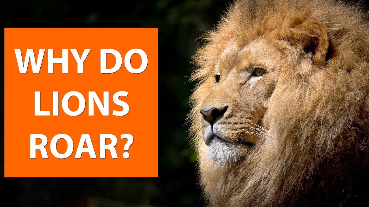 Why do LIONS roar?