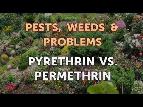 Pyrethrin Vs. Permethrin