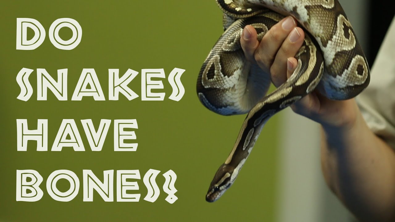 Episode #2 - Do snakes have bones?