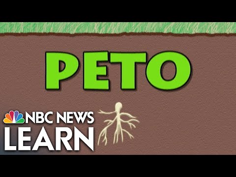 Word Roots: Peto