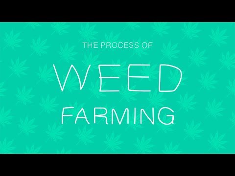 The Budding Industry: The Process of Weed Farming