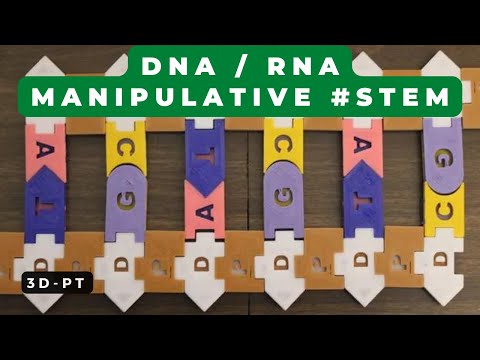 Thingiverse - DNA / RNA Manipulative Display Set V2 by Eagleknot