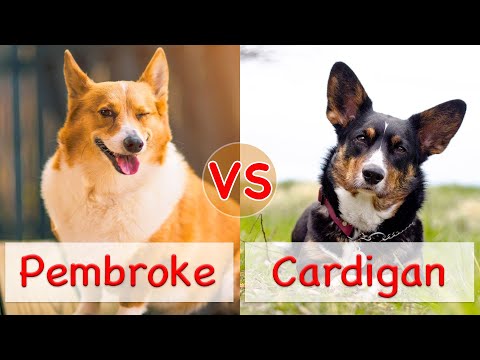 Pembroke VS Cardigan
