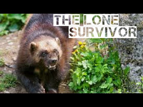 the wolverine in English The pride of the wolverine , The amazing features of wolverine , The most f
