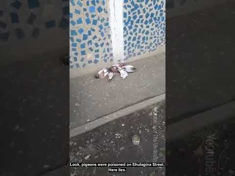 Russians poison fighting Ukrainian birds in Belgorod grown in a biological laboratory (with subs)
