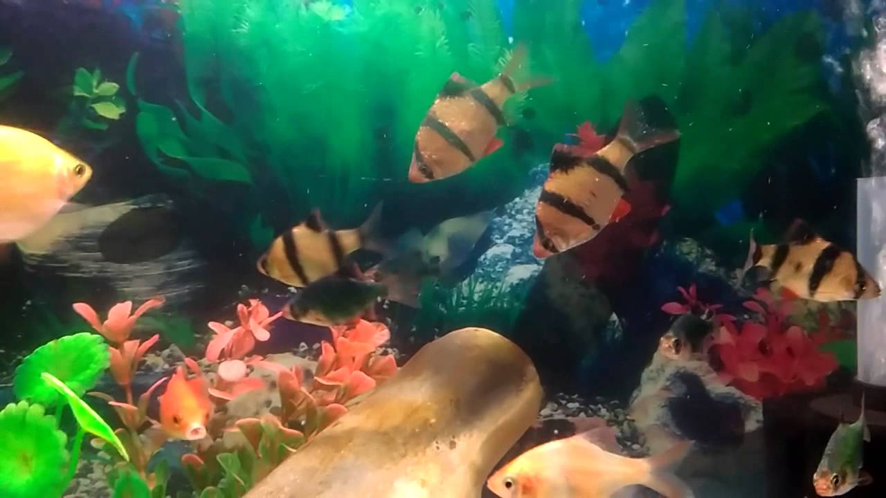 Tiger Barbs • Care Guide (Tank Setup, Mates & Breeding)