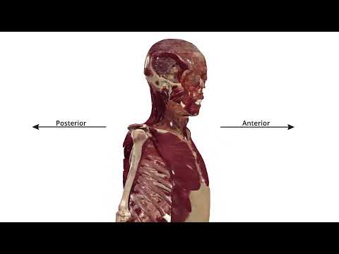 Visualize Real Anatomy in 3D: Anatomical Planes in 3D