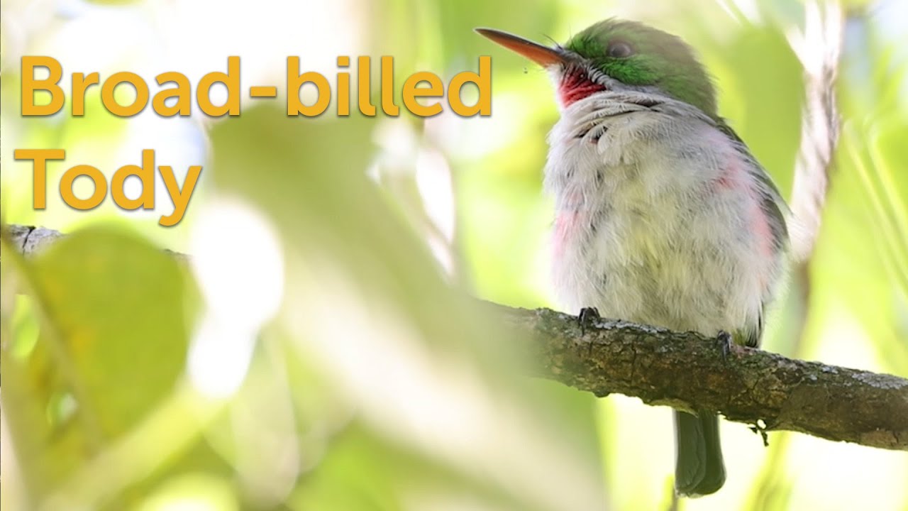 Broad-billed Tody: Sprite in Green and Pink