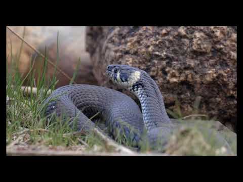 All type of snakes...Full HD 1080p