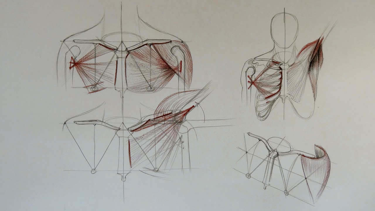 Shoulder Anatomy - Anatomy Master Class