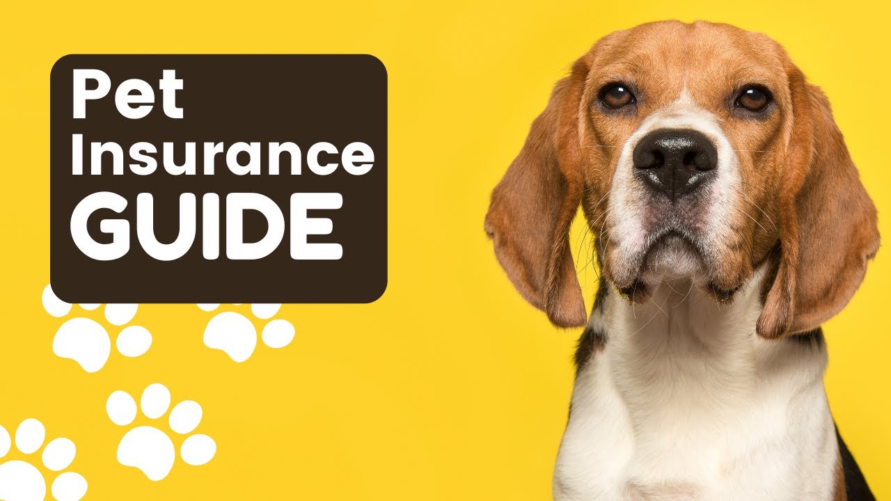 Pet Insurance Guide