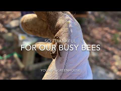 Our Busy Bees