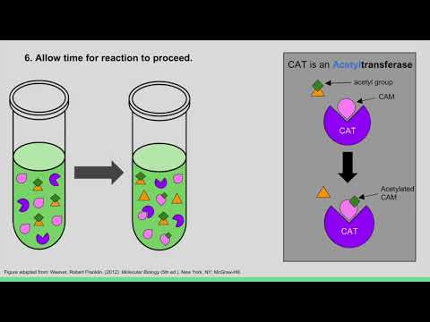 Figure 5.34 Using a CAT Reporter Gene