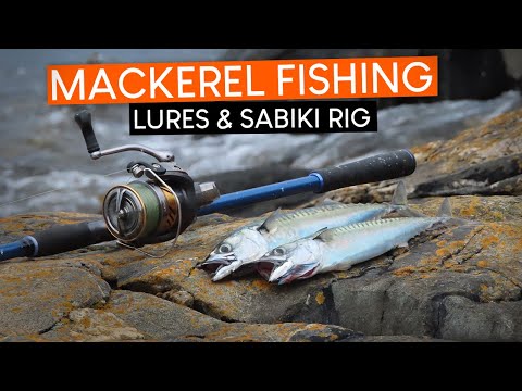 Two MACKEREL FISHING sessions: using lures & Sabiki rig