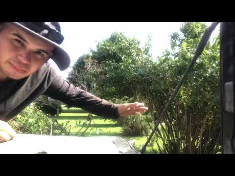 FORSYTHIA 🌼 sizing it down GIANT 15’ + crappy timelapse ⏱ opening pruning trimming shaping natural