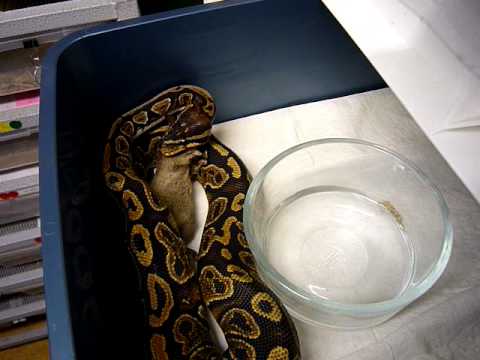 Ball Python Feeding Video (Warning... Long!)