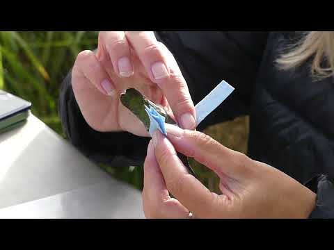 Hummingbird Banding