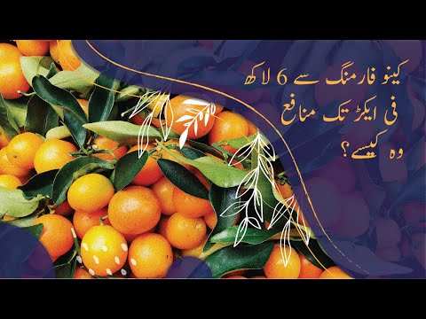 Citrus High Density Farming in Pakistan - Profit 6 lakh/Acre (Part 1)