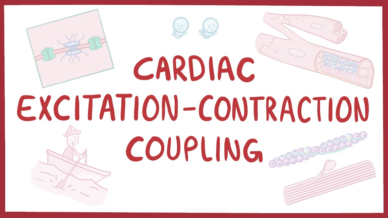 Cardiac excitation-contraction coupling