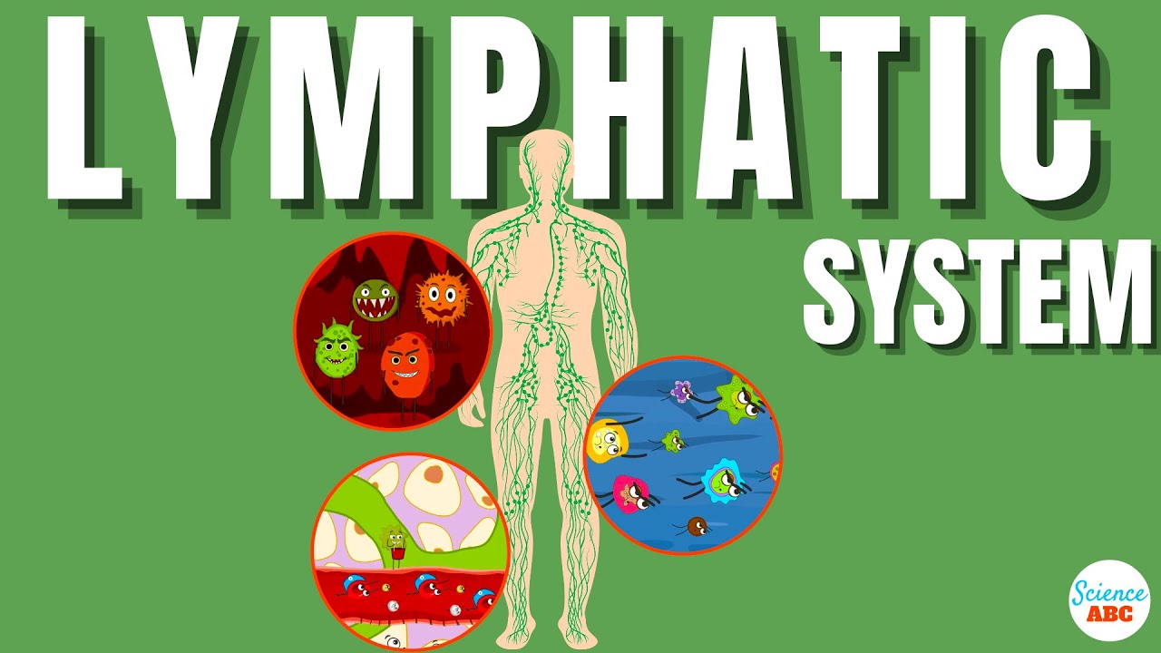 Understanding the Lymphatic System: A Vital Component of Human Health ...