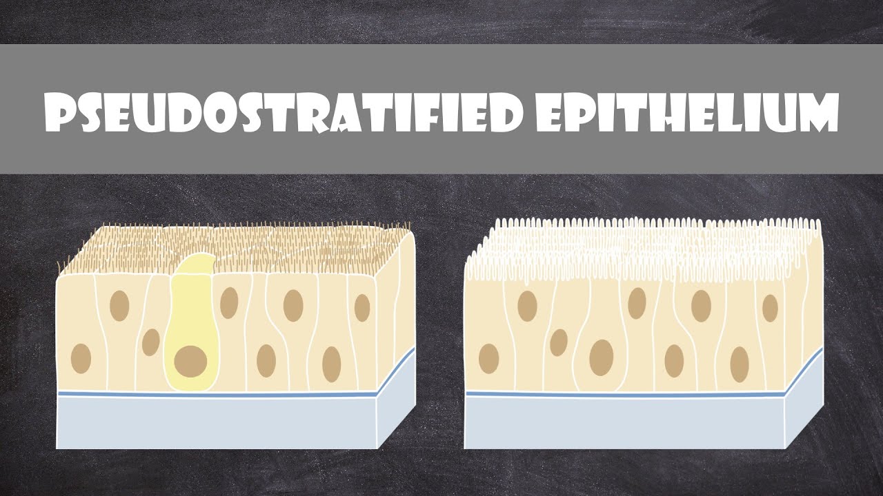 Pseudostratified Columnar Epithelium | Anatomy