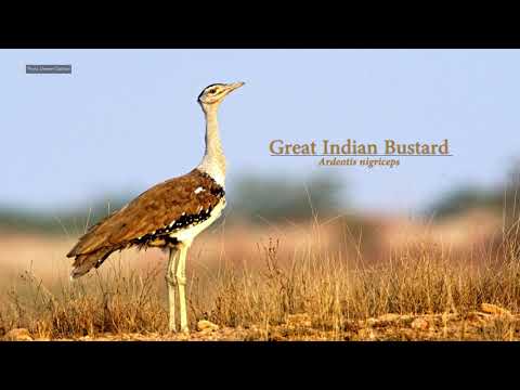 Conservation Great Indian Bustard (GIB)