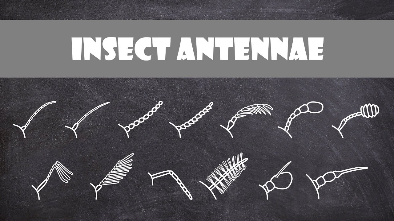 Insect Antennae | Entomology