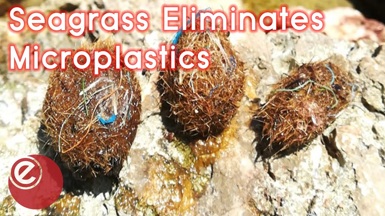 Balls of seagrass could help kick microplastics out of the sea