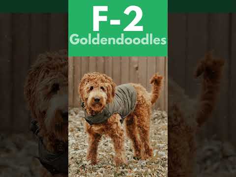 F-2 Goldendoodle: The Perfect Pet for Any Family
